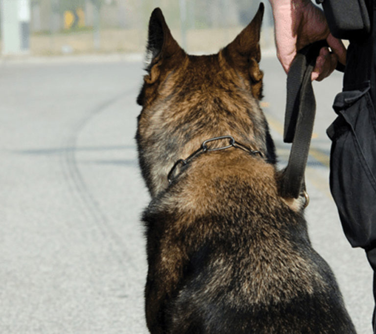 Security Dogs in South fleet | Serjeant Security LTD | 24/7 Guards